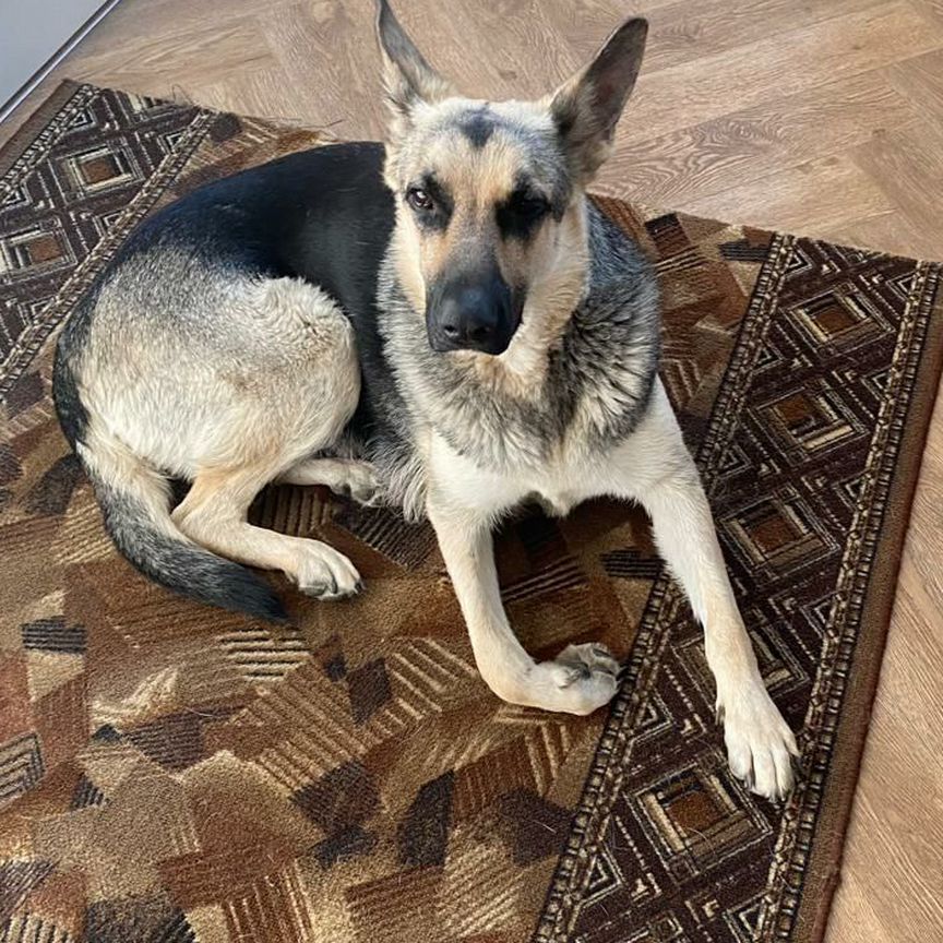 Щенки восточноевропейской овчарки екатеринбург