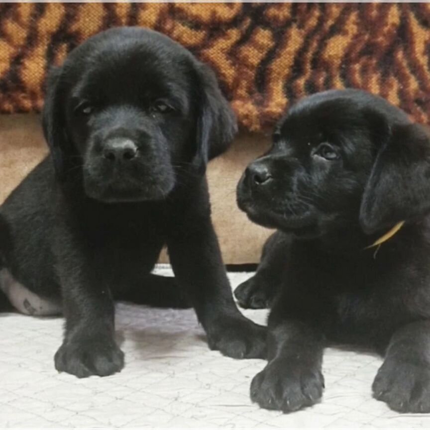 Лабрадор-ретривер, щенок