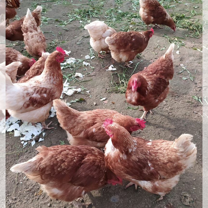 Куры несушки