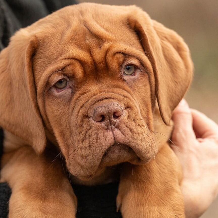 Бордоский дог