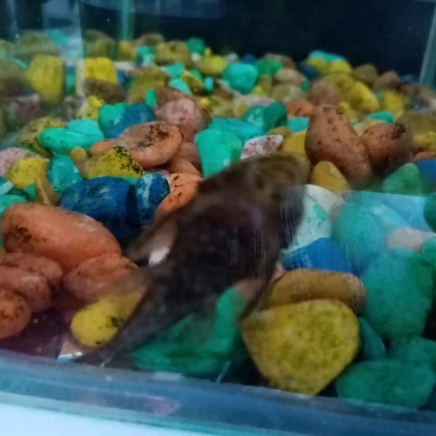 Аквариумные рыбки бесплатно