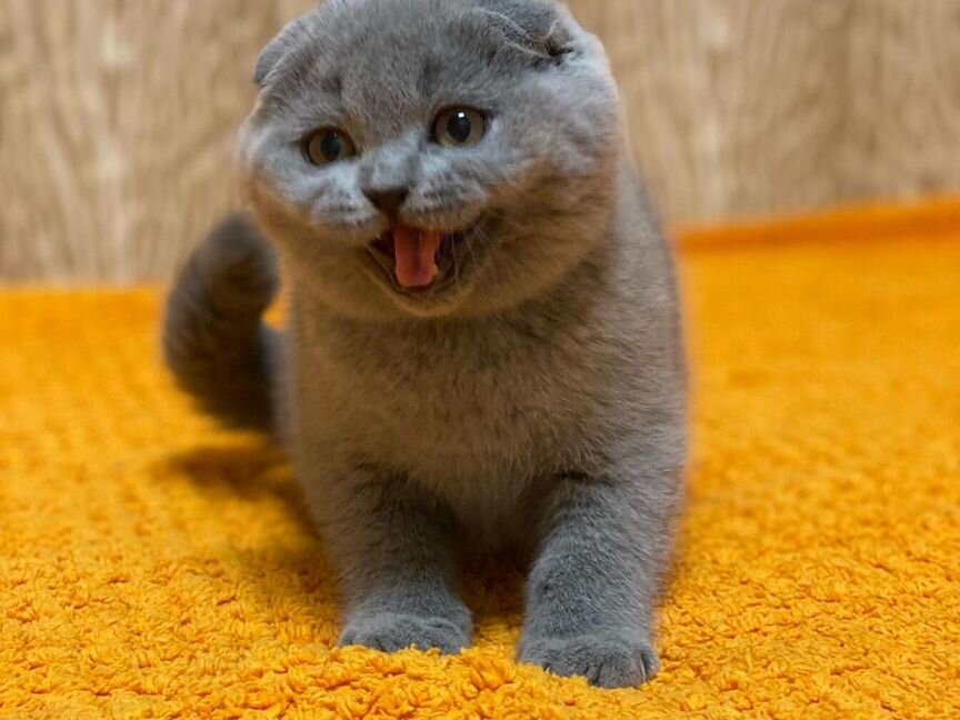 Элитная шотландская кошечка