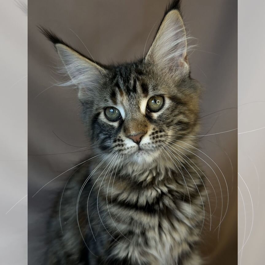 Мейн-кун котёнок