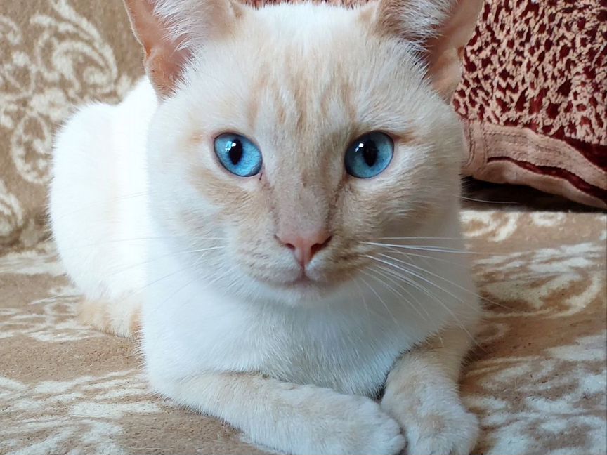 Кот Марсик ищет дом