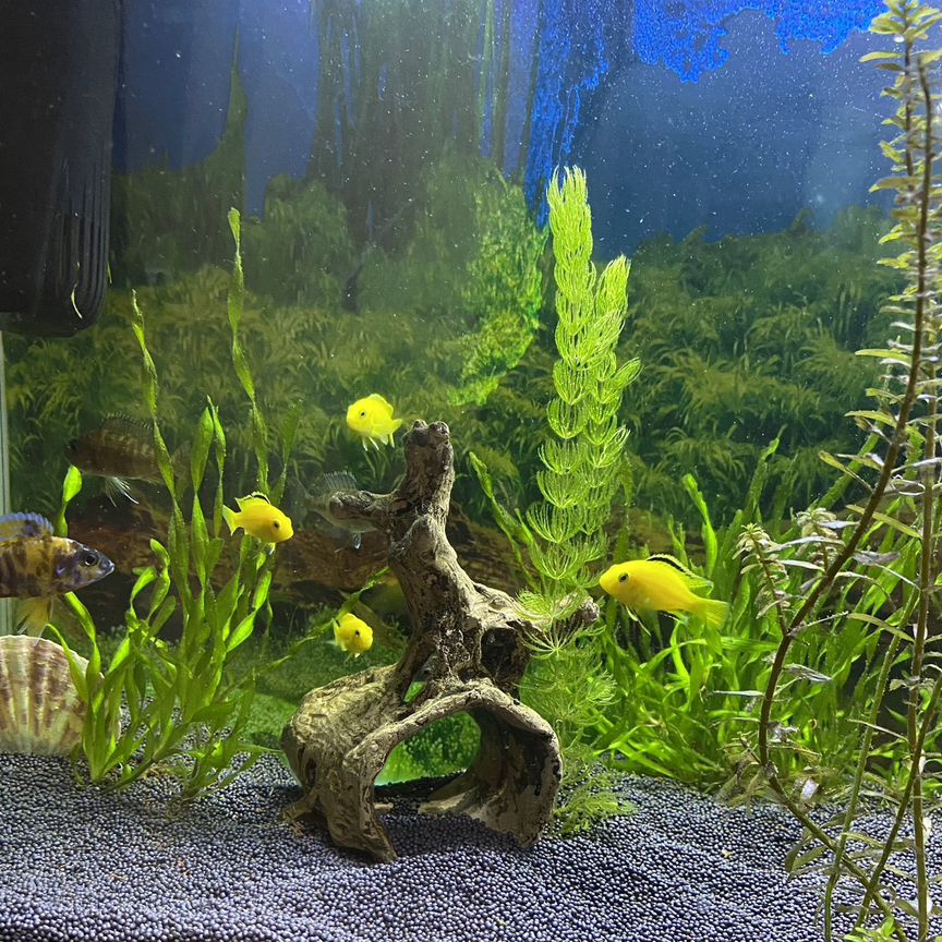 Аквариумные рыбки