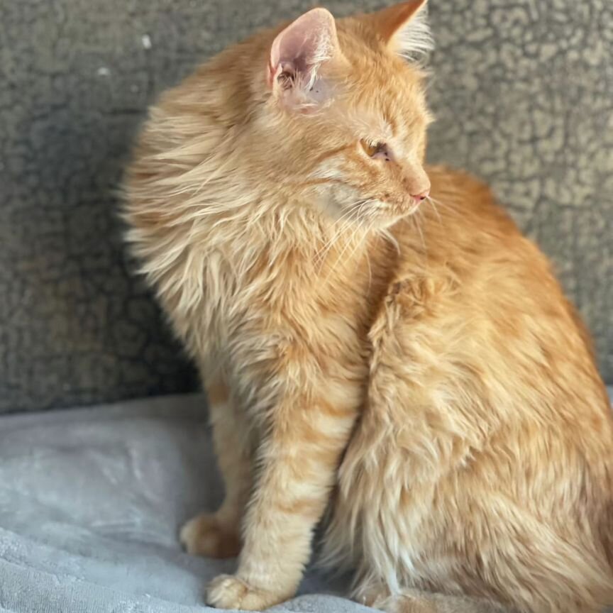 Котик Дюшес в добрые руки