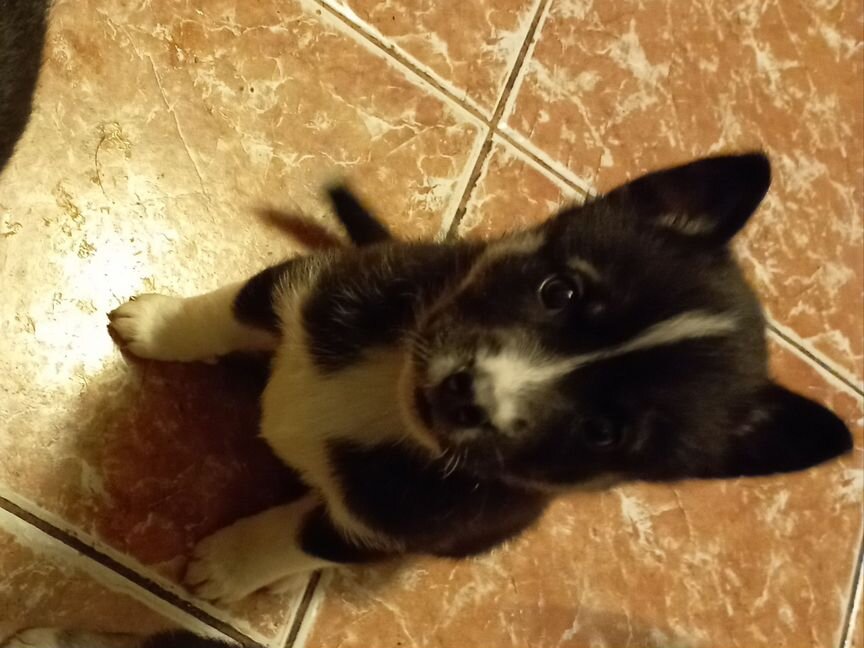 Щенки метисы в добрые руки