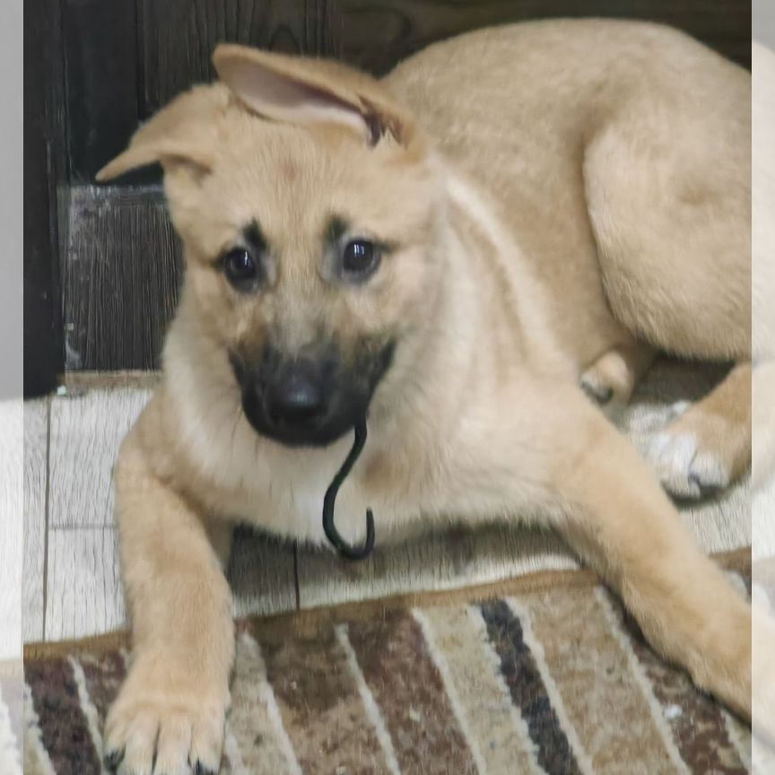 Немецкая овчарка, щенок