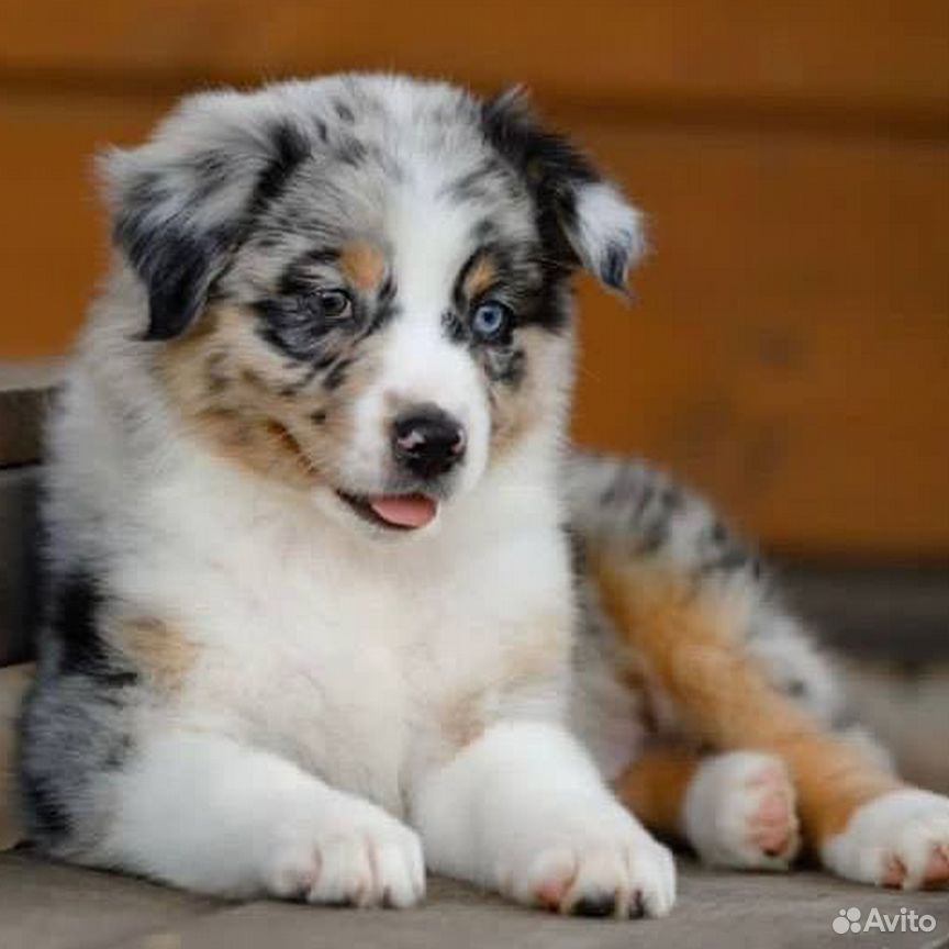 Малыши австралицской овчарки