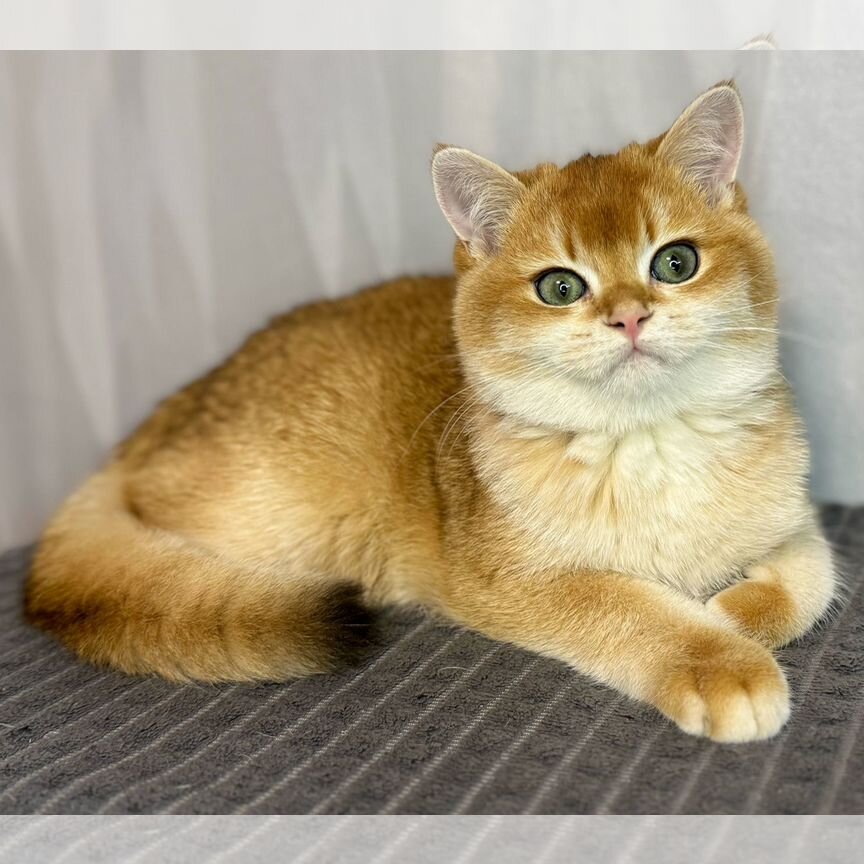 Британский короткошёрстный котёнок