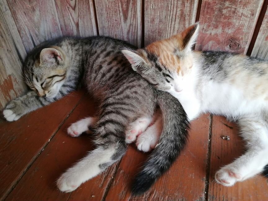 Котята в добрые руки бесплатно, 2,5 месяца