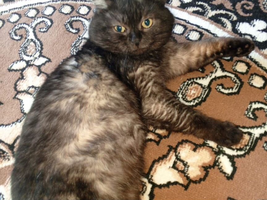 Котик в дар