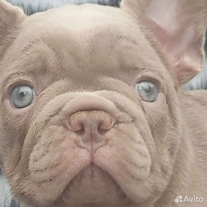 Изабелловый нью шейд малыш