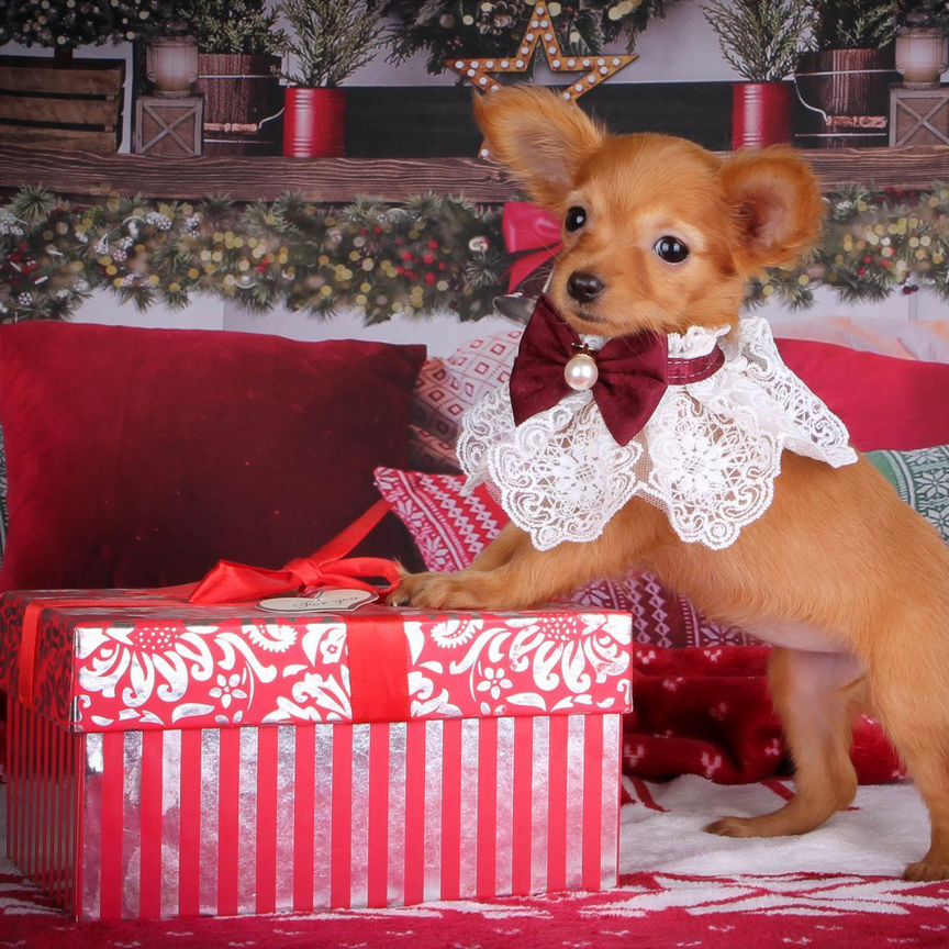 Русский той-терьер, щенок