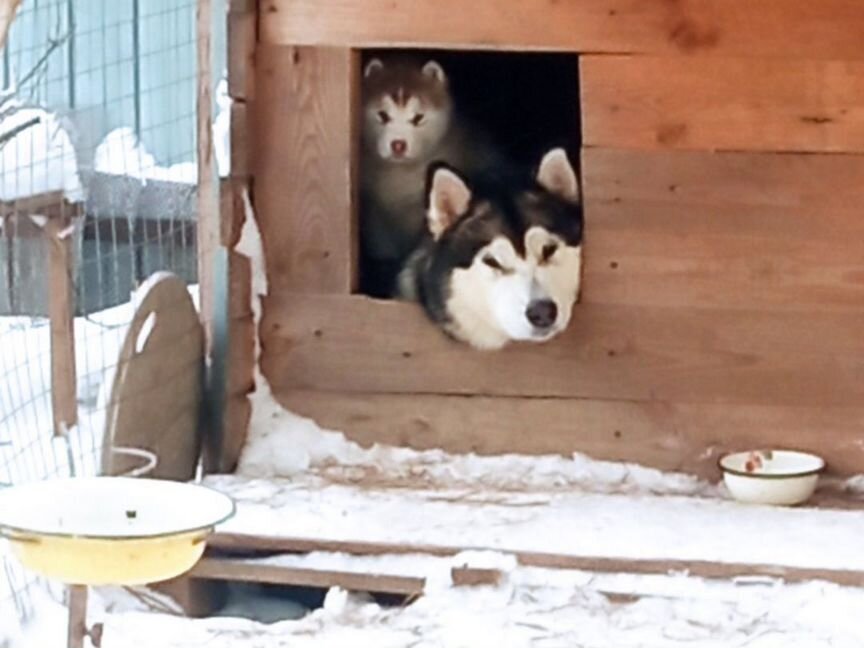 Отдам щенка в добрые руки