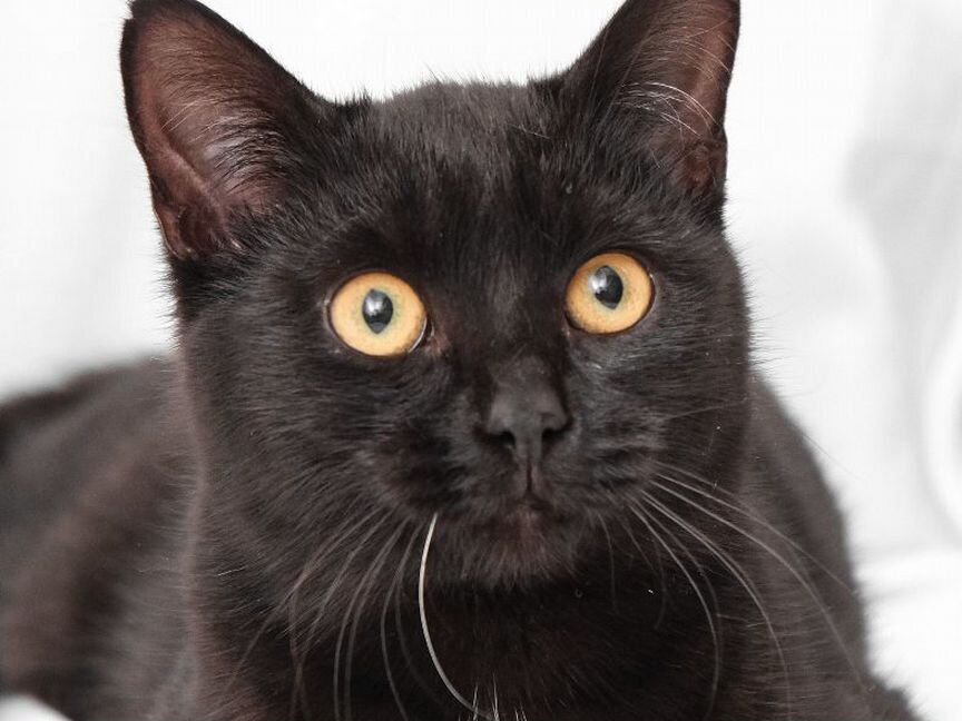 Котожидкость мурчащая