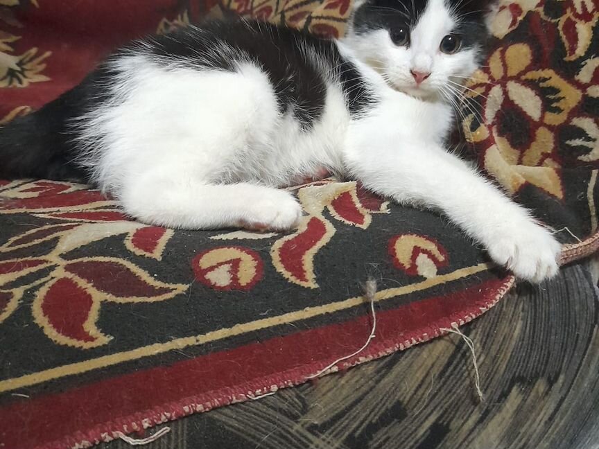 Девочка 2 мес. 10 дней бесплатно