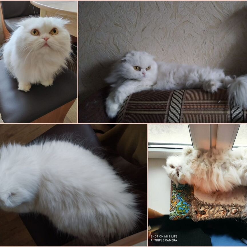 Шотландская вислоухая кошка бесплатно