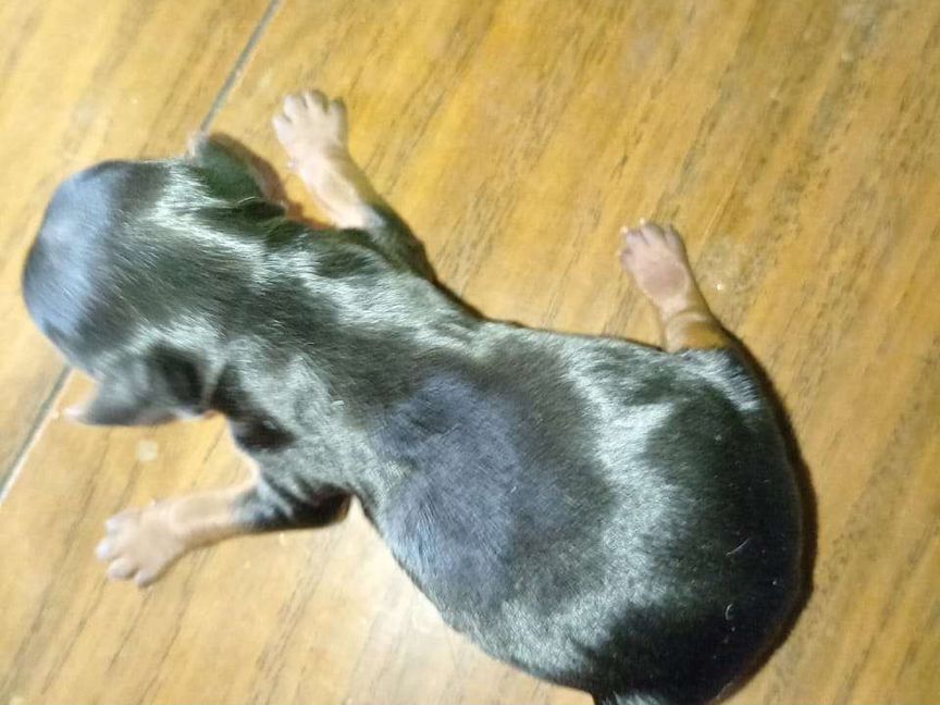 Ерширский терьер