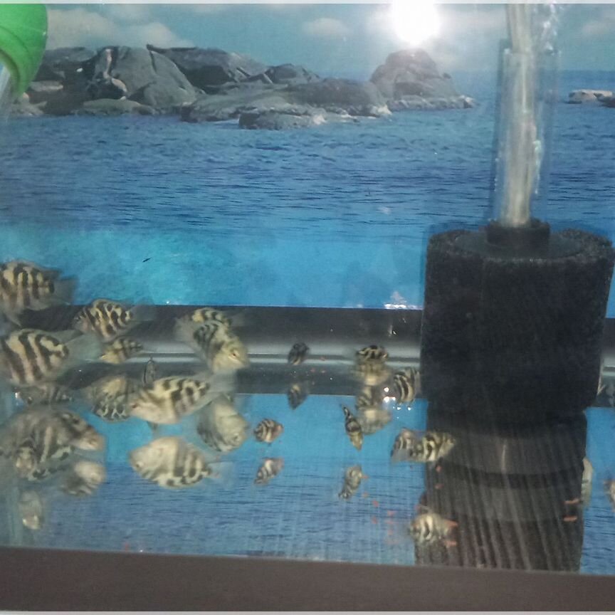 Продам мальков