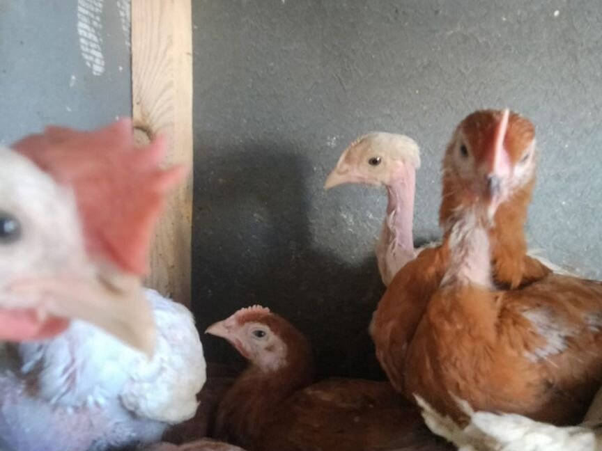 Цыплята цветной бройлер