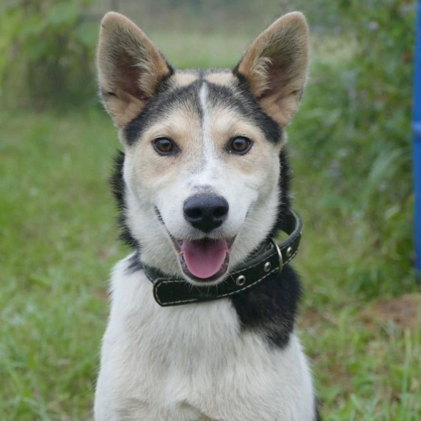 Щенки Зита и Гита ищут хозяев. В хорошие руки