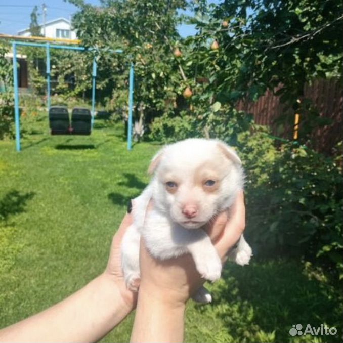 Щенки
