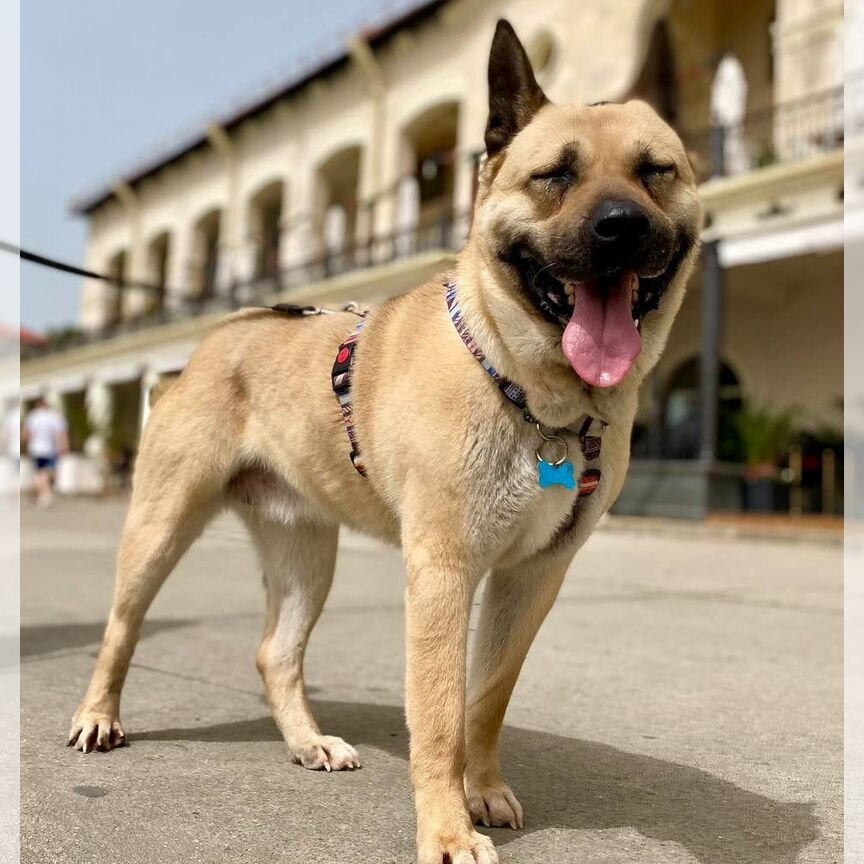 Чудо собака Эльба в поисках дома