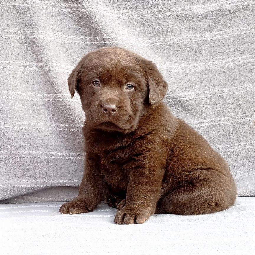 Щенки лабрадора