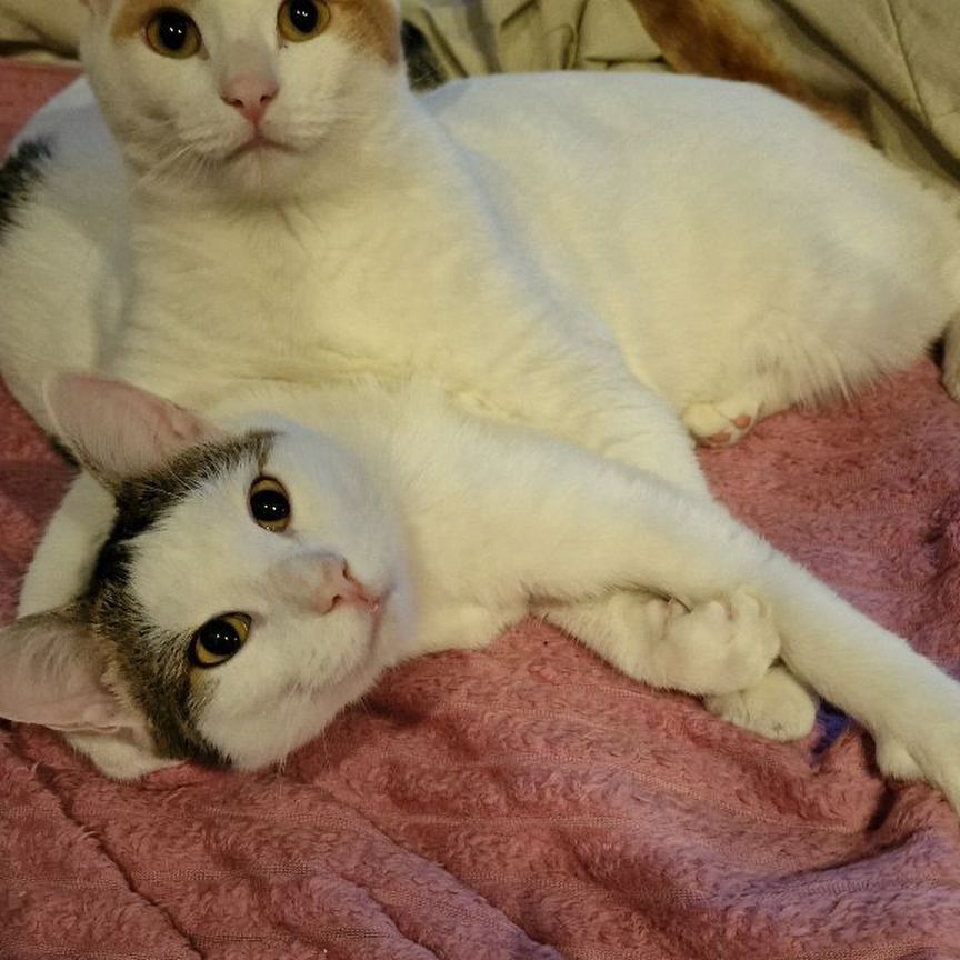 Котики в добрые руки