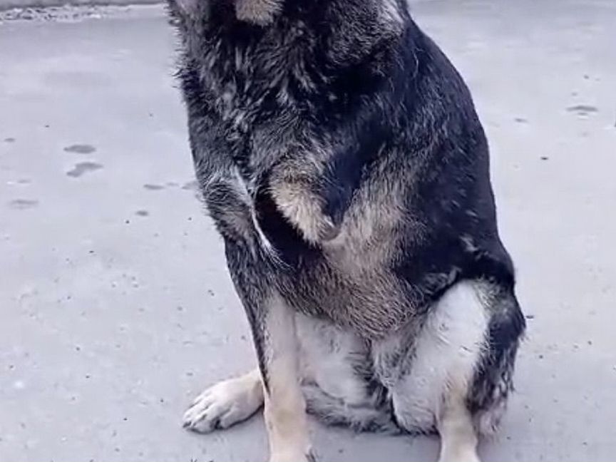 Собака в беде