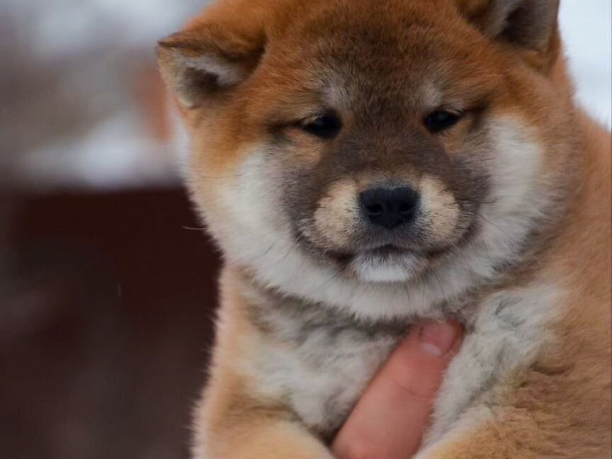 Сиба ину идеальная красотка