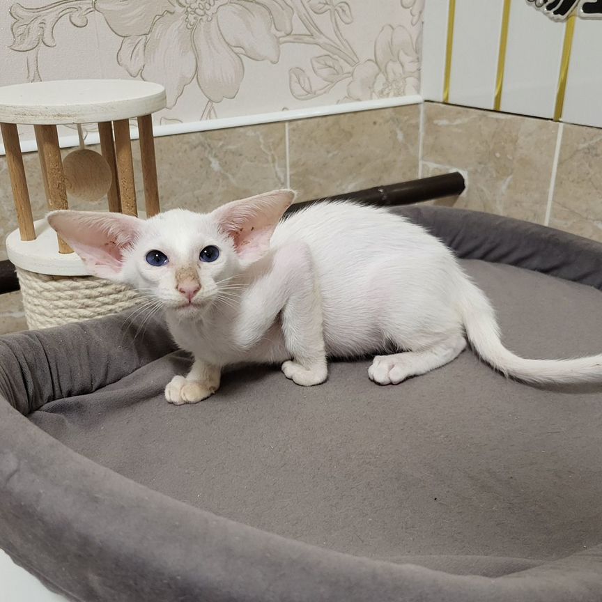 Ориентальный котёнок