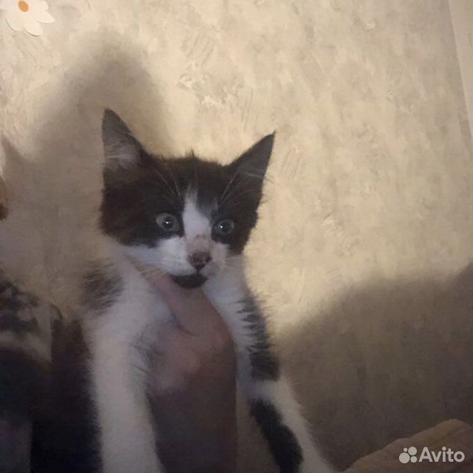 Отдам дворняга
