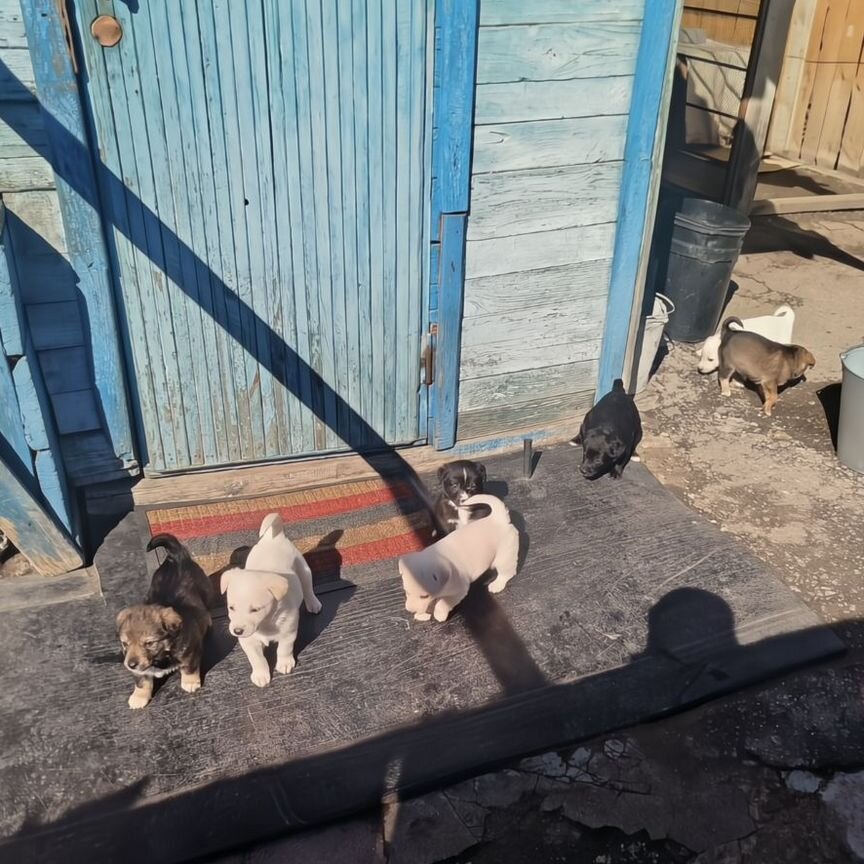 Щенок в добрые руки