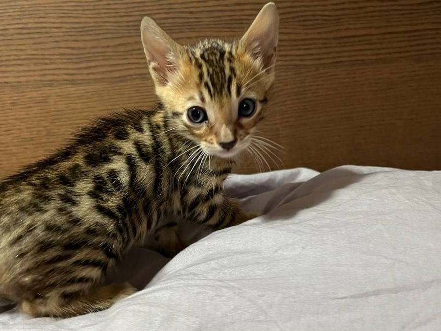 Бенгальские котята