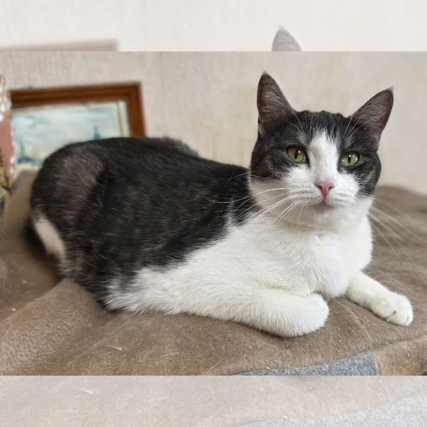 Взрослая, кошка в добрые руки