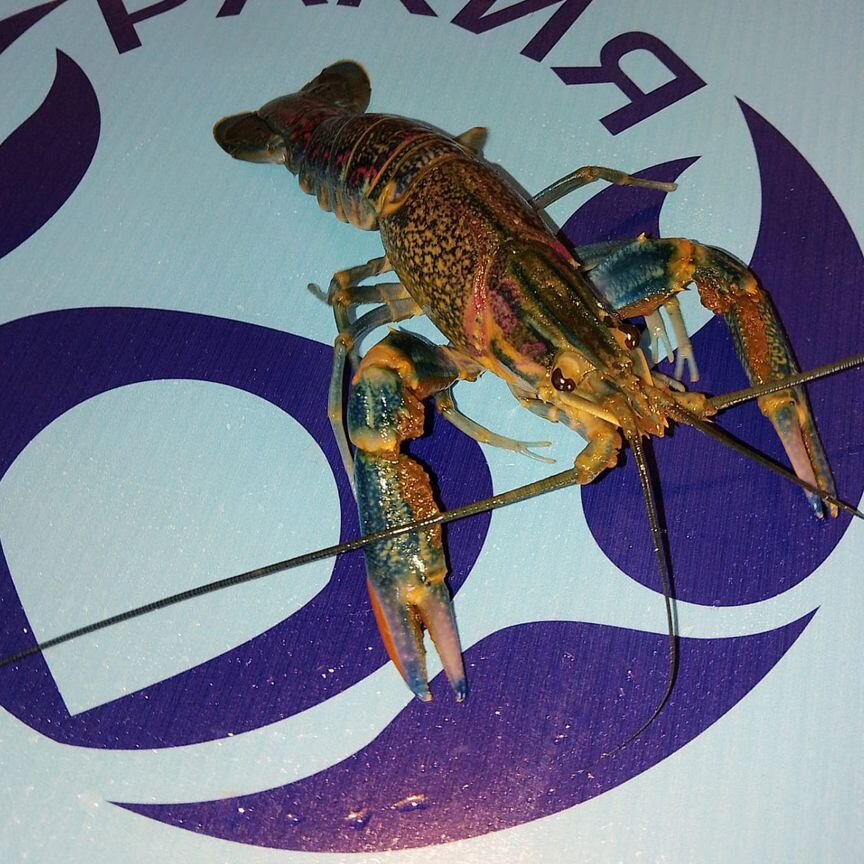 Малёк австралийского красноклешневого рака