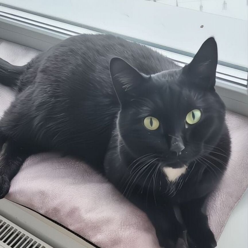 Взрослый кот в добрые руки