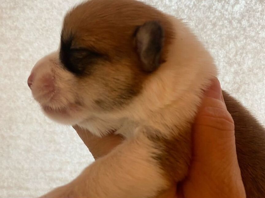 Вельш корги пемброк щенки