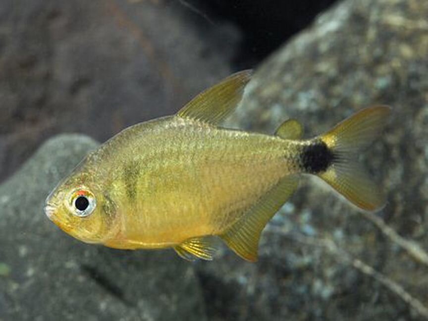 Тетра Китти (Hyphessobrycon Loweae)