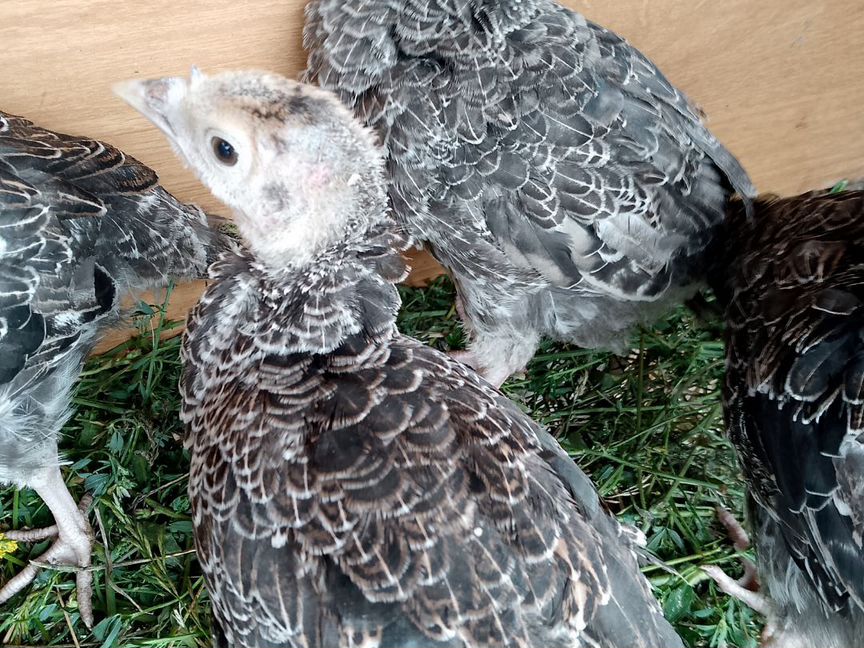 Индюшата подрощеные