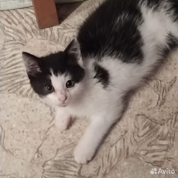 Отдам в заботливые руки пушистого шустрика