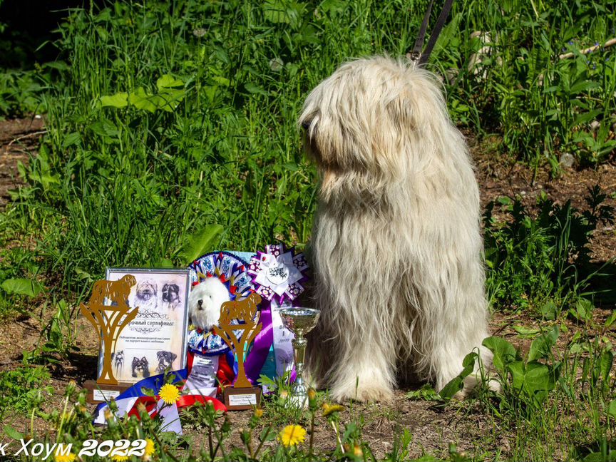 Щенки южнорусской овчарки