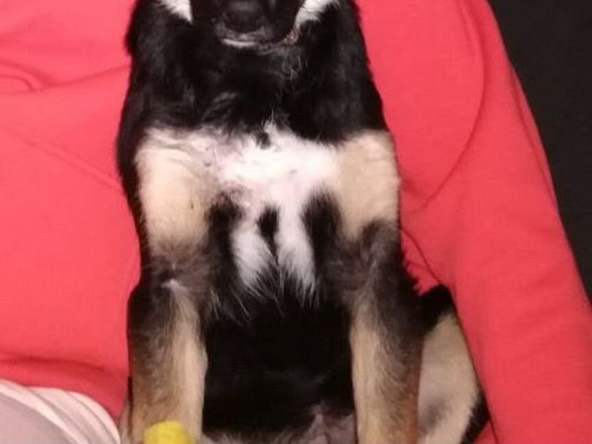 Щенок в добрые руки бесплатно