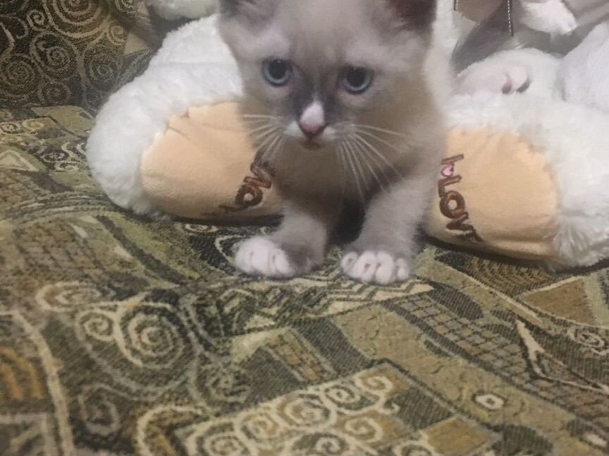 Британские котята