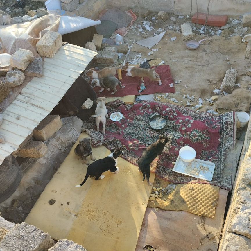 Раздам щенков в добрые руки