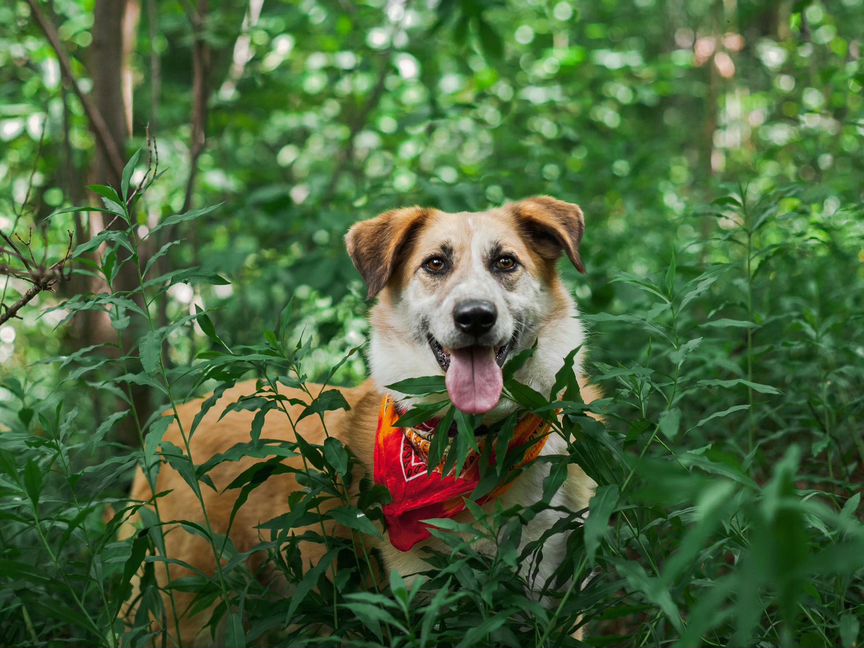Собака в добрые руки