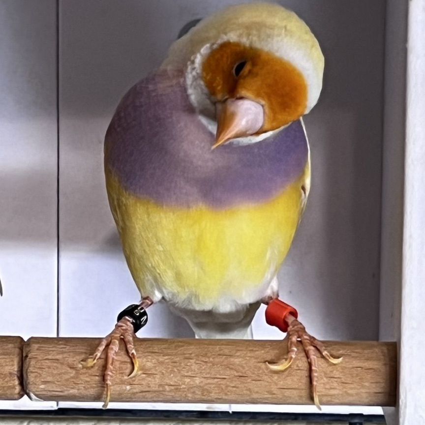 Амадины гульда