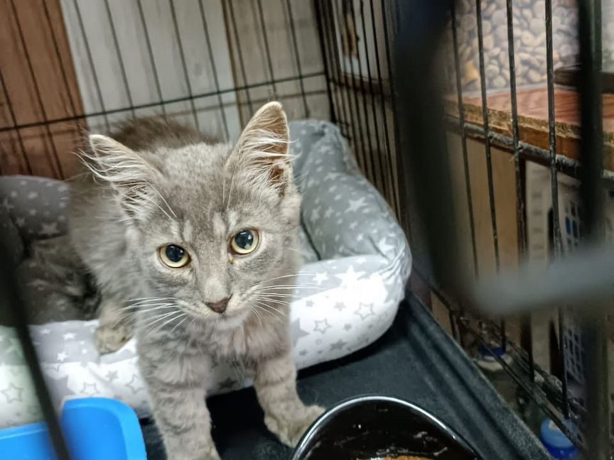 Котенок мальчик бесплатно